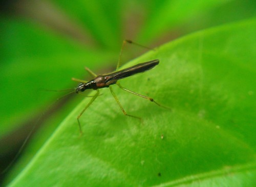 Genus Arbela · iNaturalist