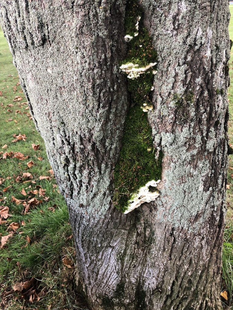 Poplar Bracket from Newfoundland, St. John's, NL, CA on October 22 ...