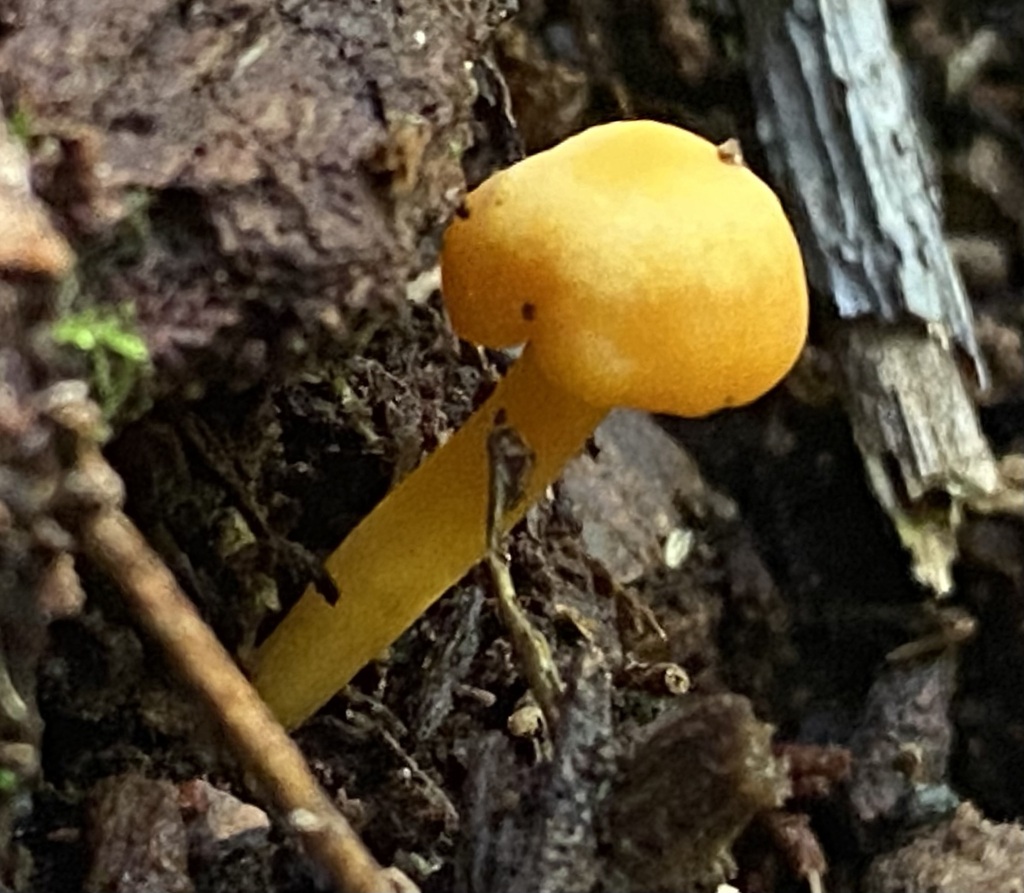 Waxcaps from Tapapa, New Zealand on October 22, 2022 at 01:00 PM by ...
