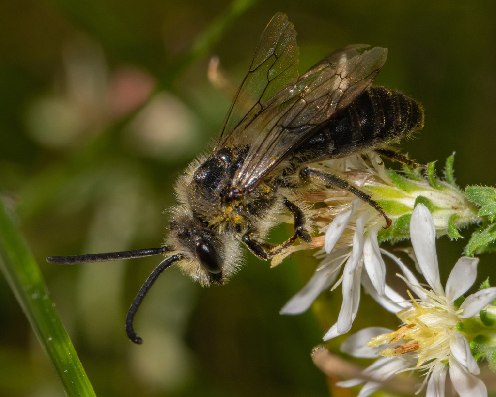 Colletes compactus compactus from Brampton, ON, Canada on October 22 ...