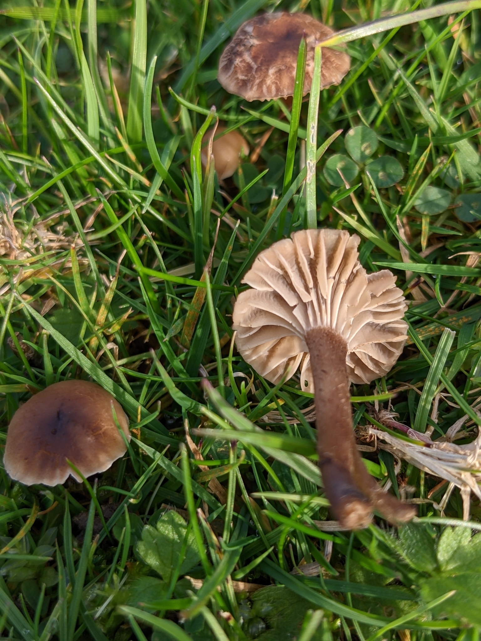 Hodophilus R.Heim