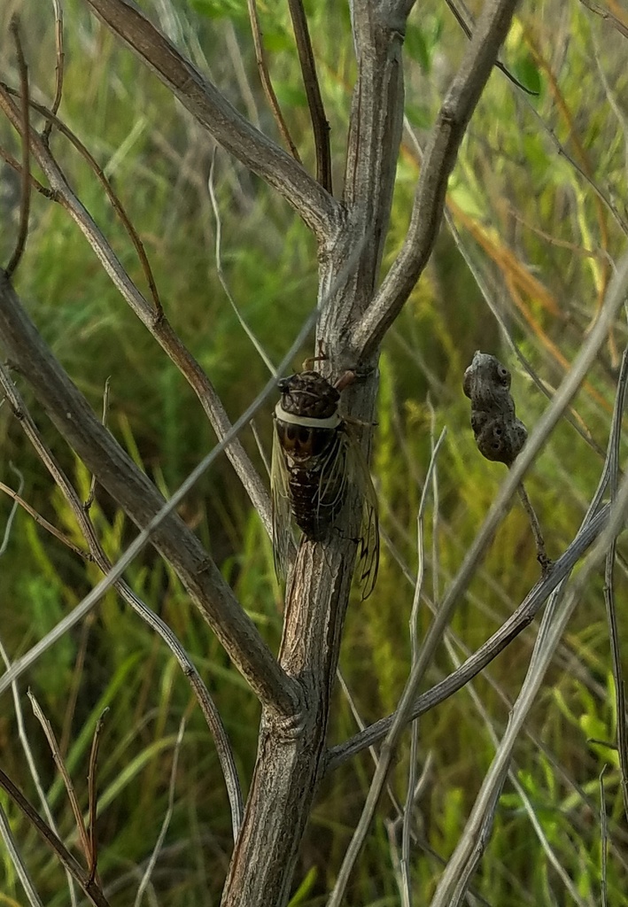 Scrub Cicada from Galveston, TX, USA on August 27, 2018 at 08:16 AM by ...