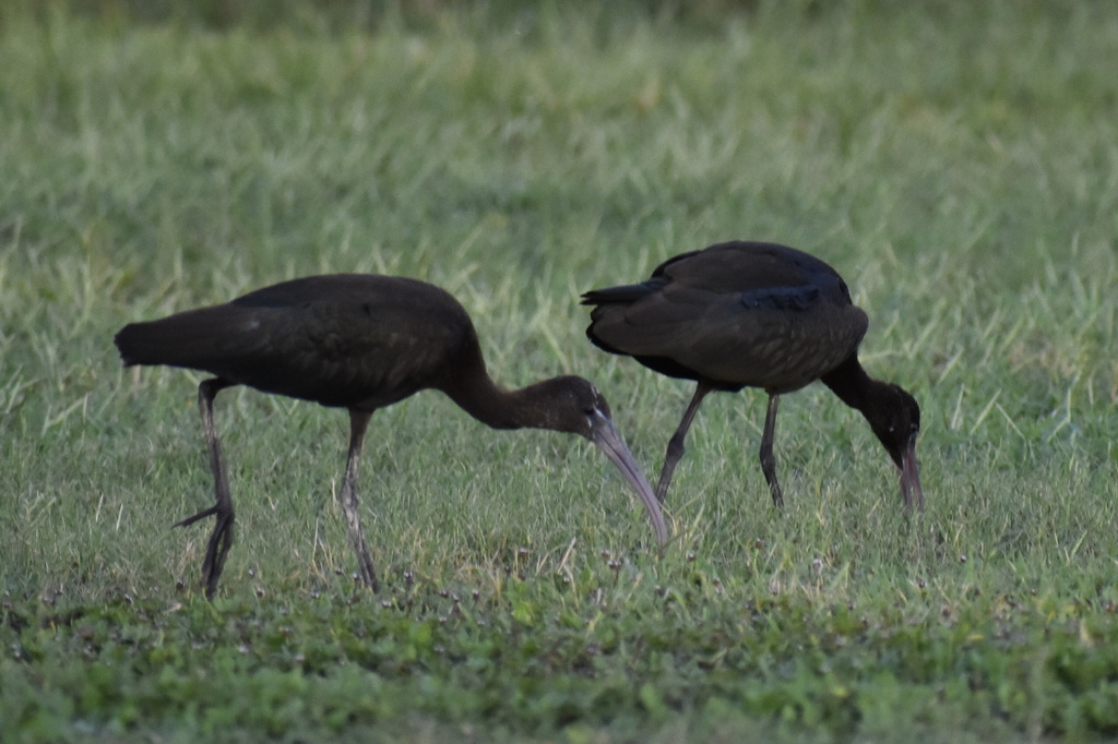 Glossy Ibis from Riddell's Bay Golf & Country Club, Bermuda, BM on ...