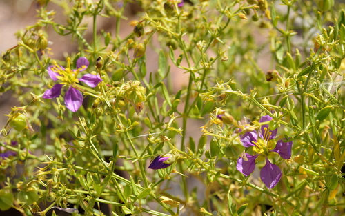 Fagonia isotricha · NaturaLista Colombia