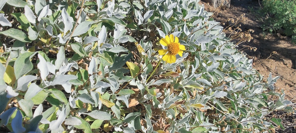 Encelia farinosa farinosa from San Diego County, CA, USA on October 22 ...