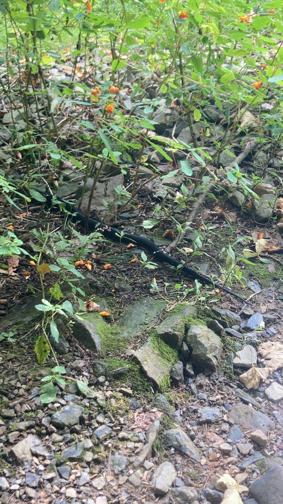 Colubrine Snakes from Centre County, US-PA, US on September 17, 2022 at ...