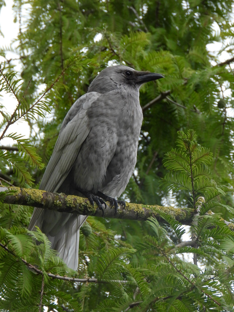 American Crow from Lake Dr, Chilliwack, BC, CA on October 22, 2022 at ...