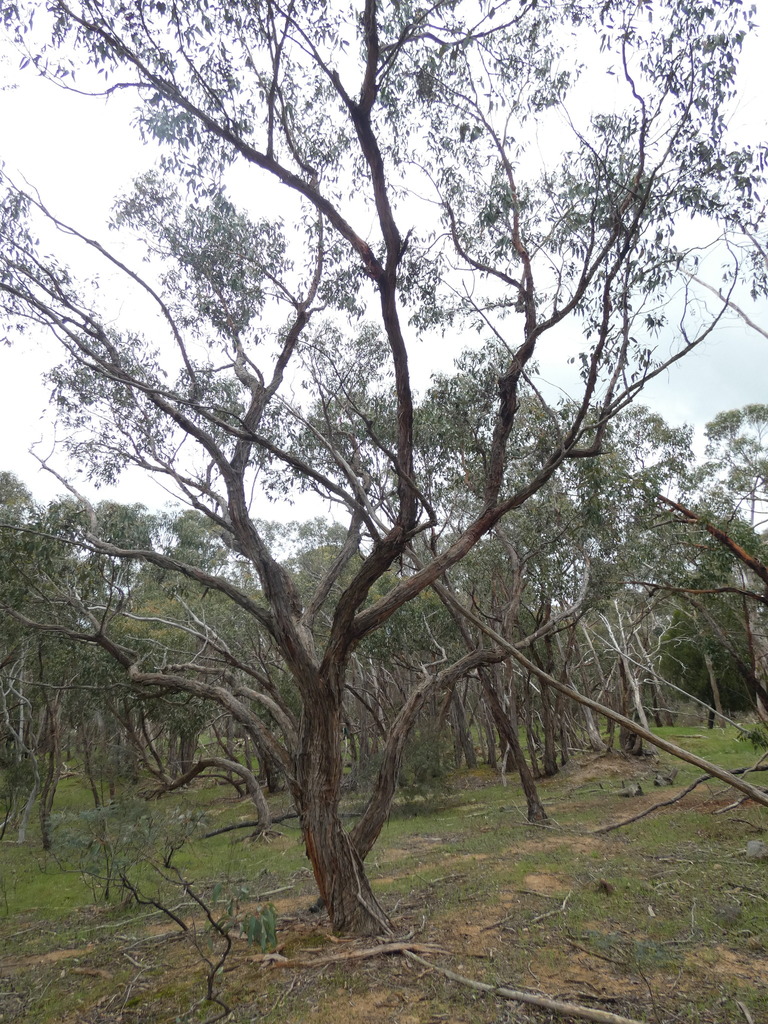 Brown-top Stringybark from Kyneton VIC 3444, Australia on October 21 ...