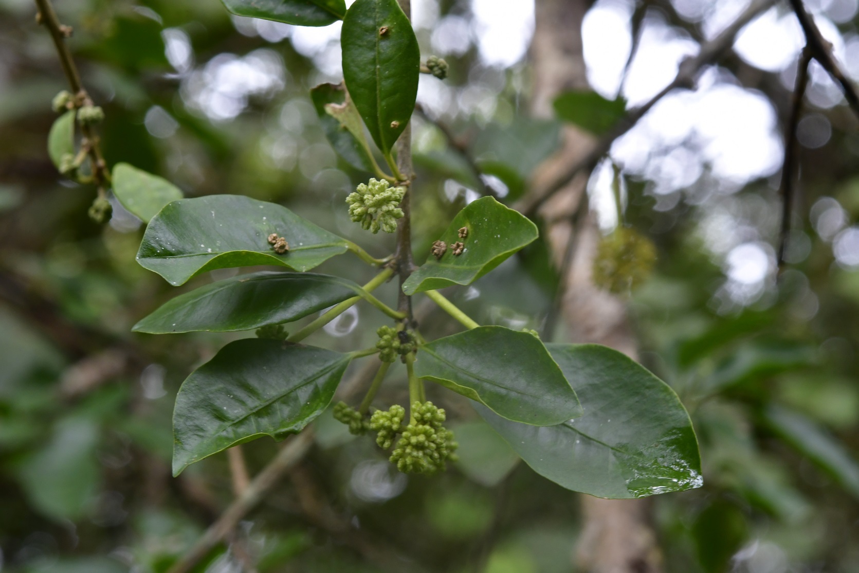Pisonia donnellsmithii Heimerl ex Standl.