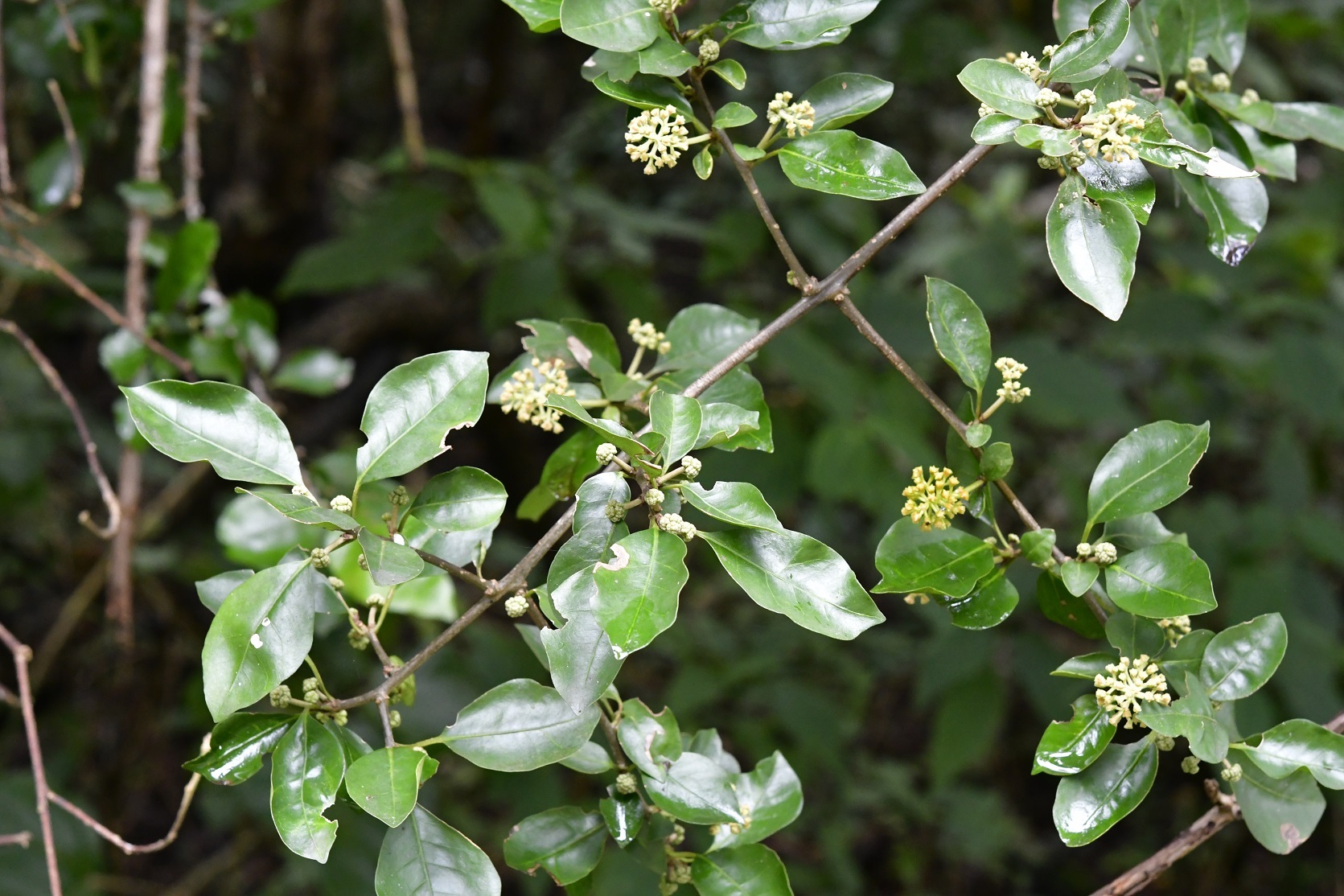 Pisonia donnellsmithii Heimerl ex Standl.