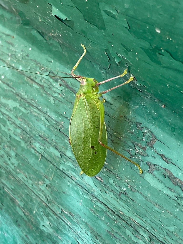 Common True Katydid from Dowling, MI 49058, USA on October 22, 2022 at ...