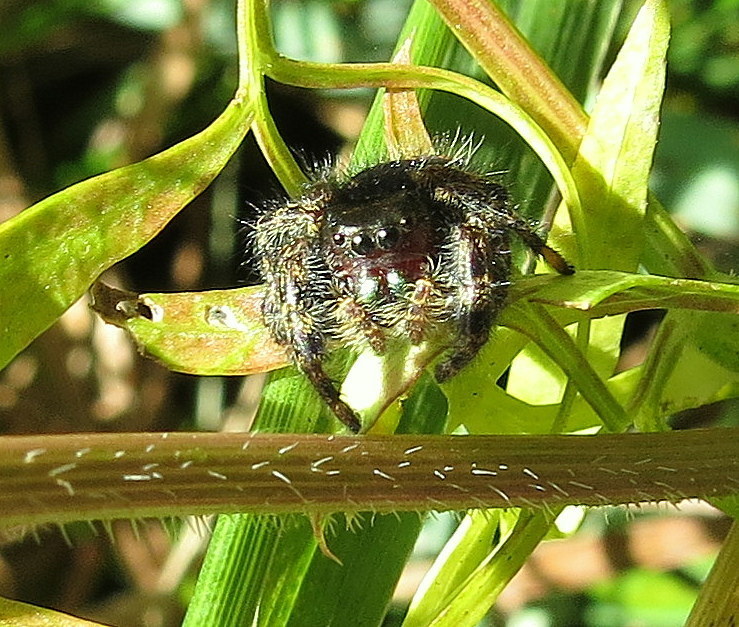 Bold Jumping Spider from Macoun Marsh, Ottawa on September 15, 2015 by ...