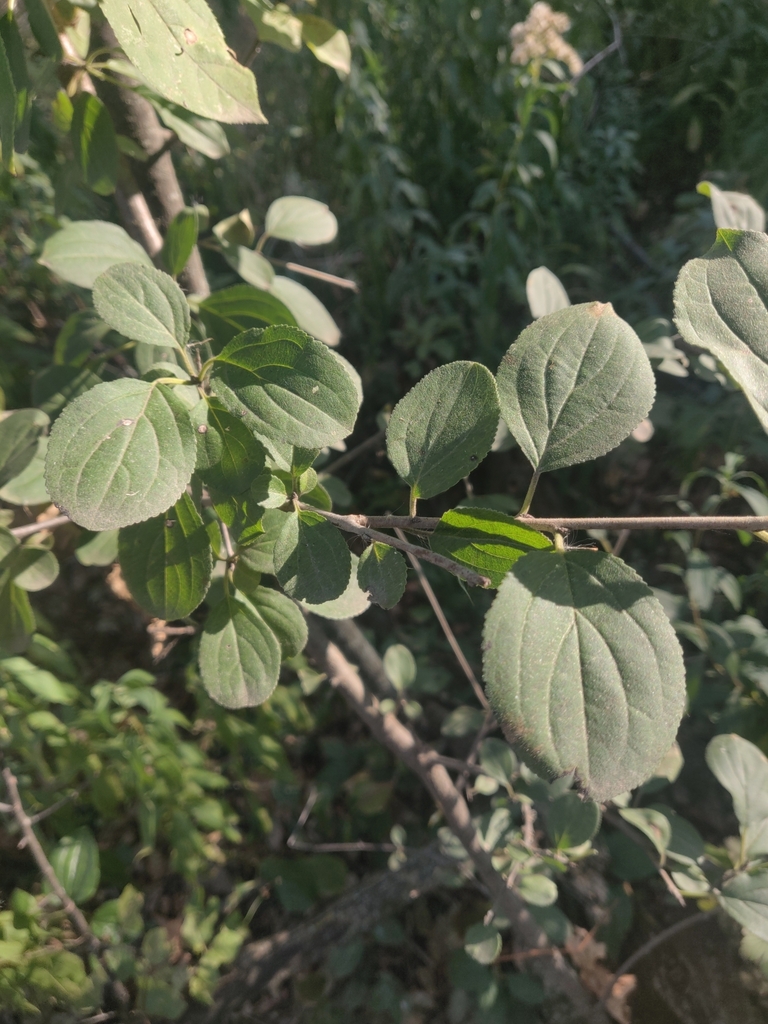 common buckthorn from Clinton Falls Township, MN, USA on October 20 ...