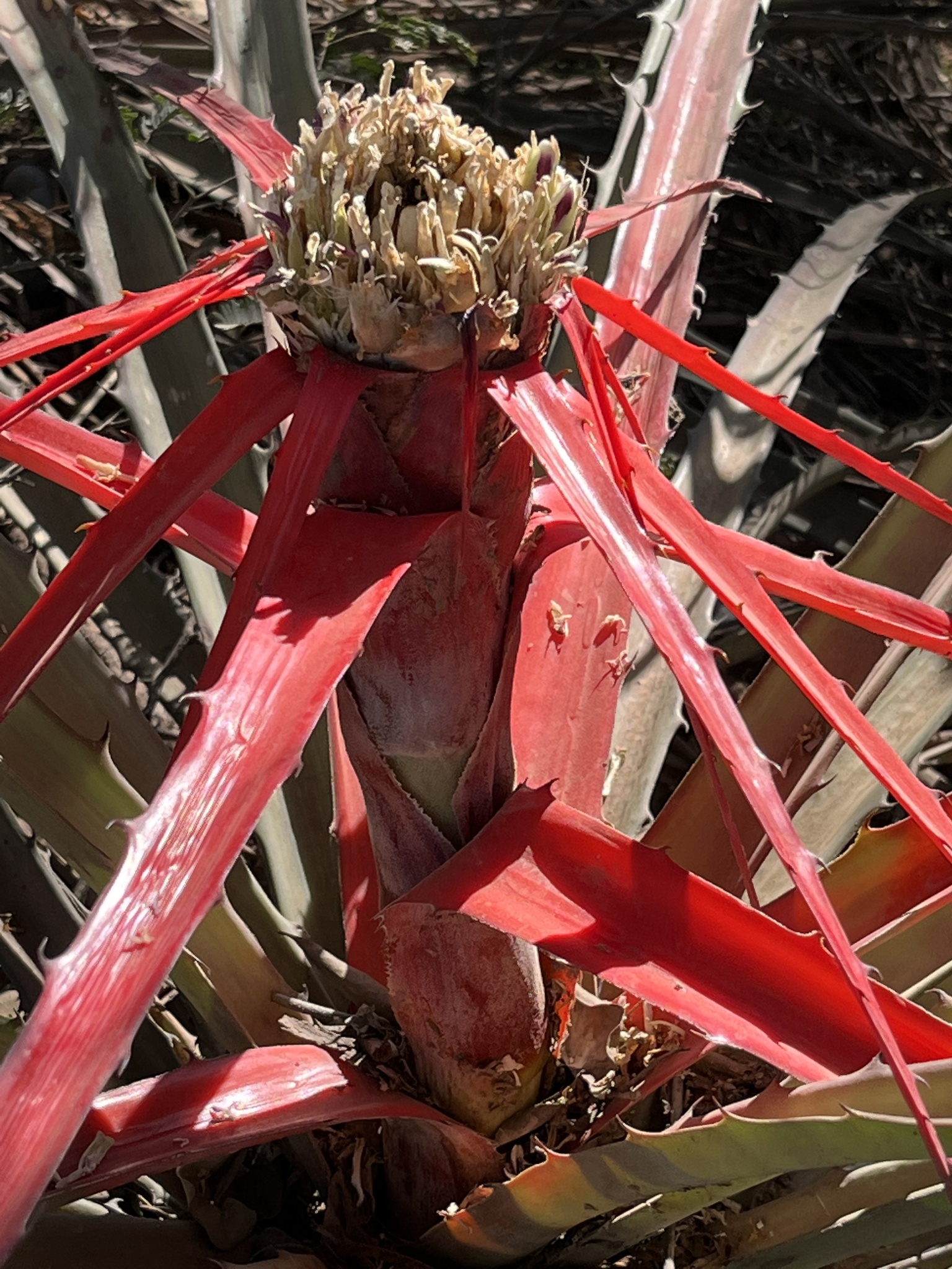 Bromelia balansae Mez