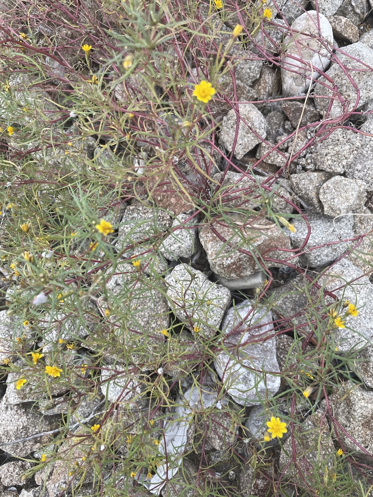 Chinchweed from Sun Bowl Dr, El Paso, TX, US on October 22, 2022 at 04: ...