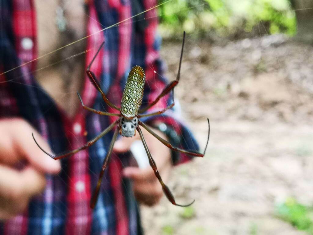Golden Silk Spider from Cihuatlán, Jal., México on October 19, 2022 at ...