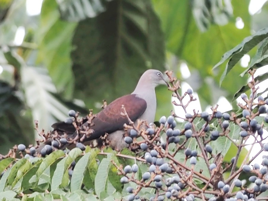 Ducula badia (Raffles, 1822)