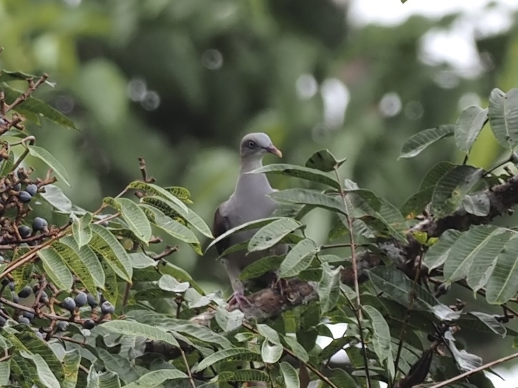 Ducula badia (Raffles, 1822)