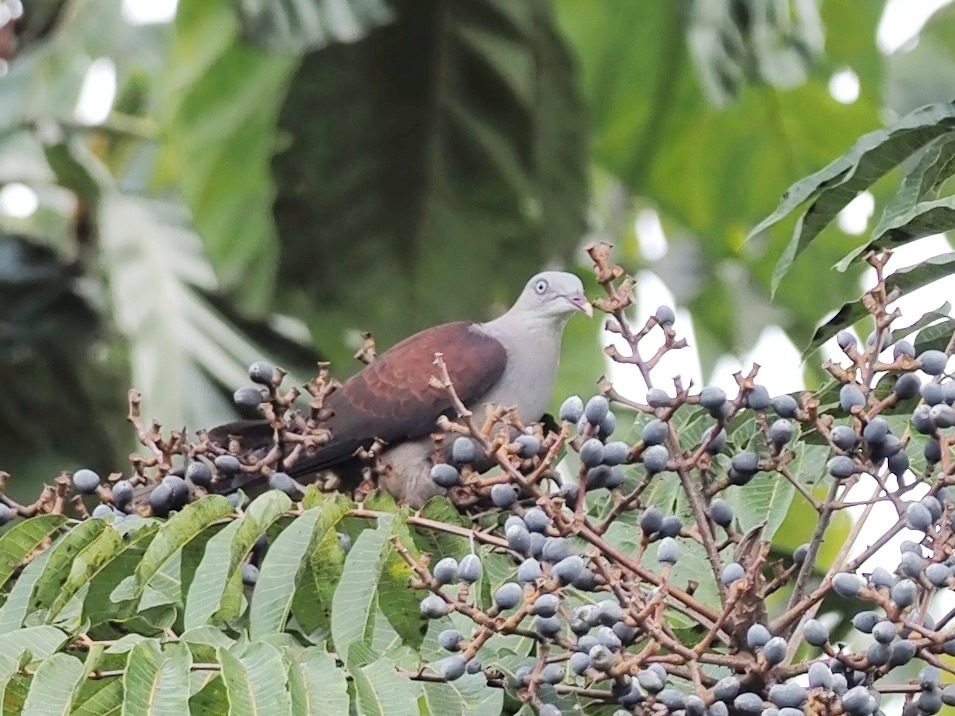 Ducula badia (Raffles, 1822)