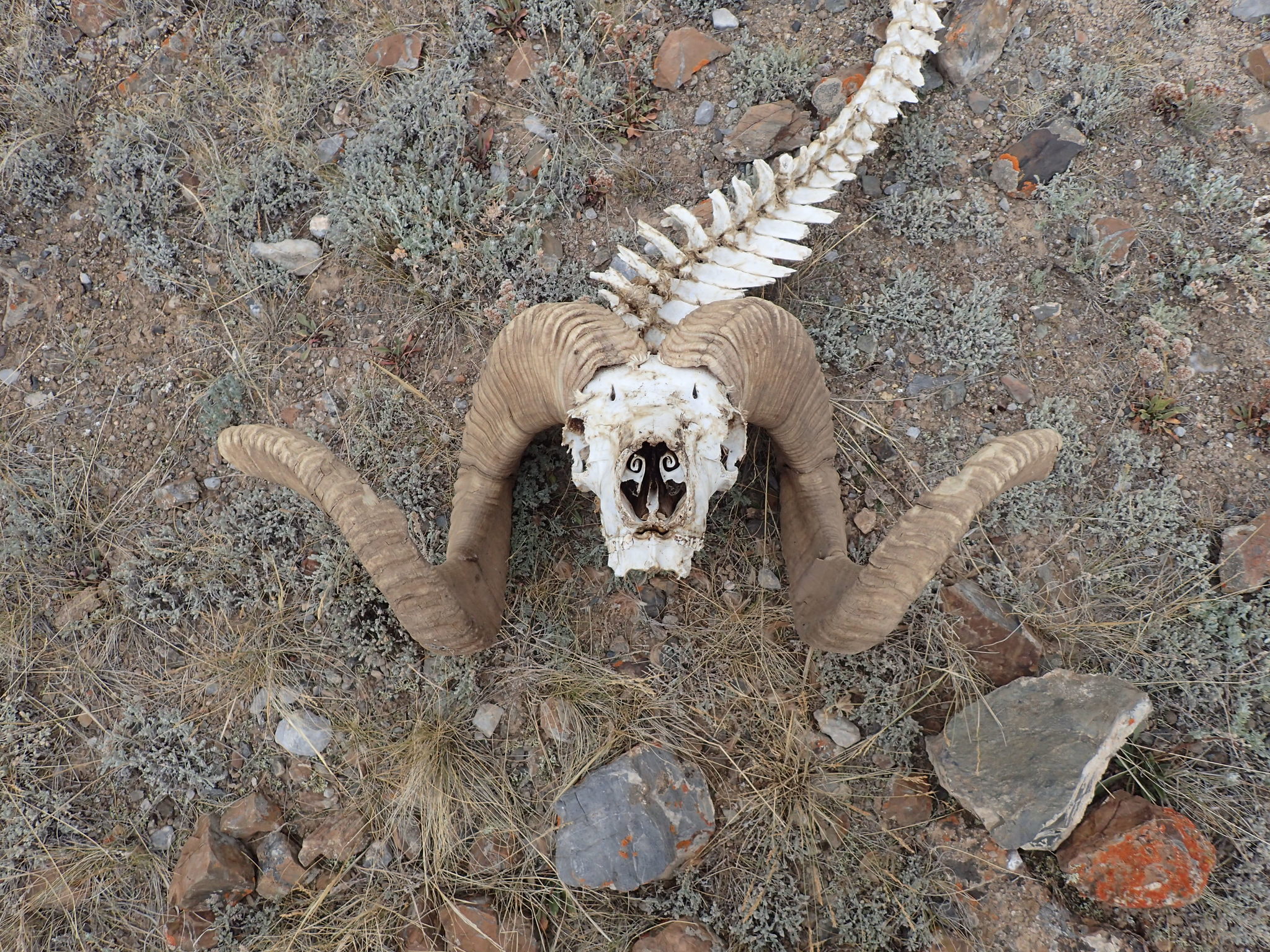 Ovis ammon karelini Severtzov, 1873