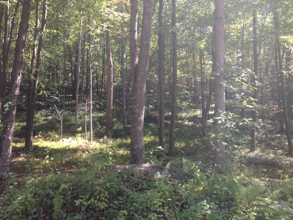 box huckleberry in September 2015 by Christopher Tracey · iNaturalist