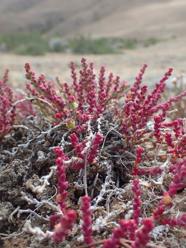 Genus Kalidium · iNaturalist