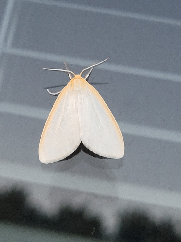 Delicate Cycnia Moth from Columbia, MD, USA on July 23, 2022 at 06:07 ...