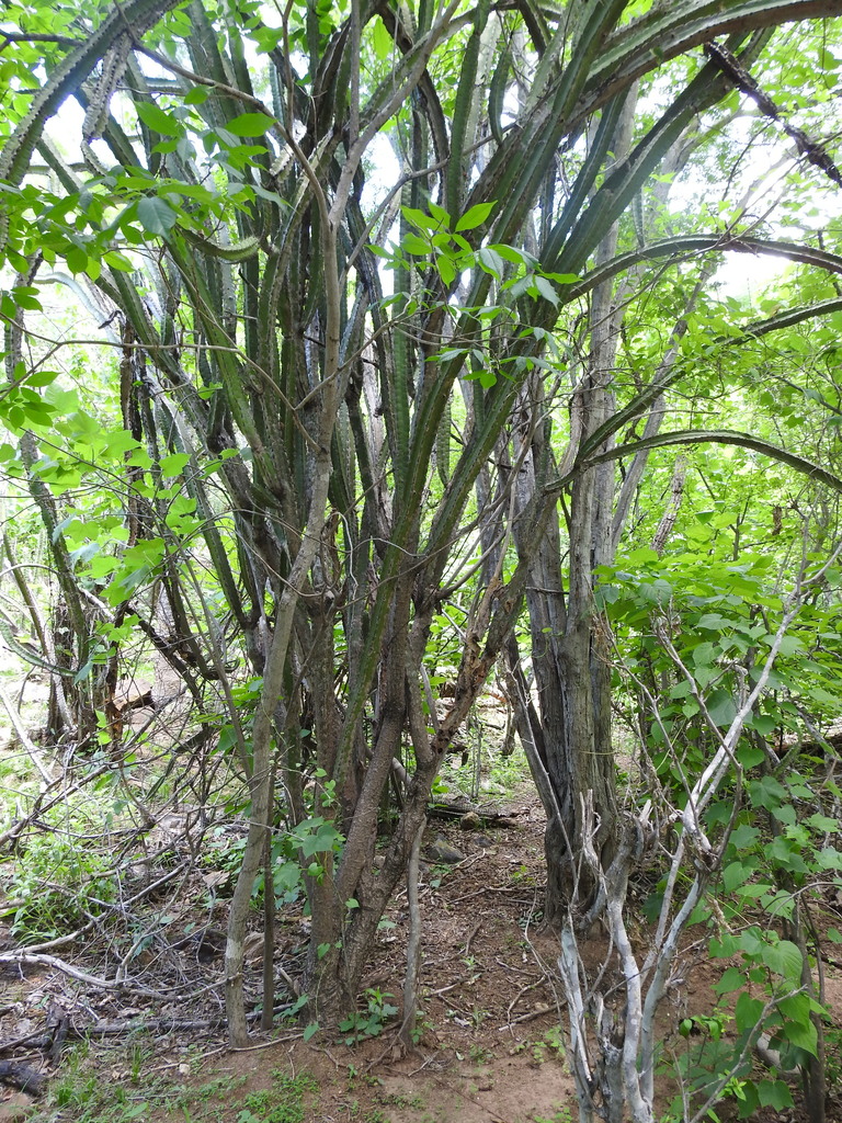 Stenocereus standleyi from Navolato, Sin., México on July 29, 2022 at ...