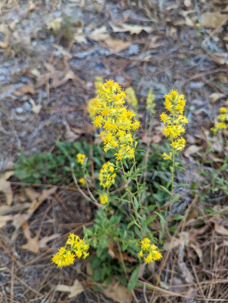 Downy Goldenrod from Jefferson, SC 29718, USA on October 22, 2022 at 04 ...