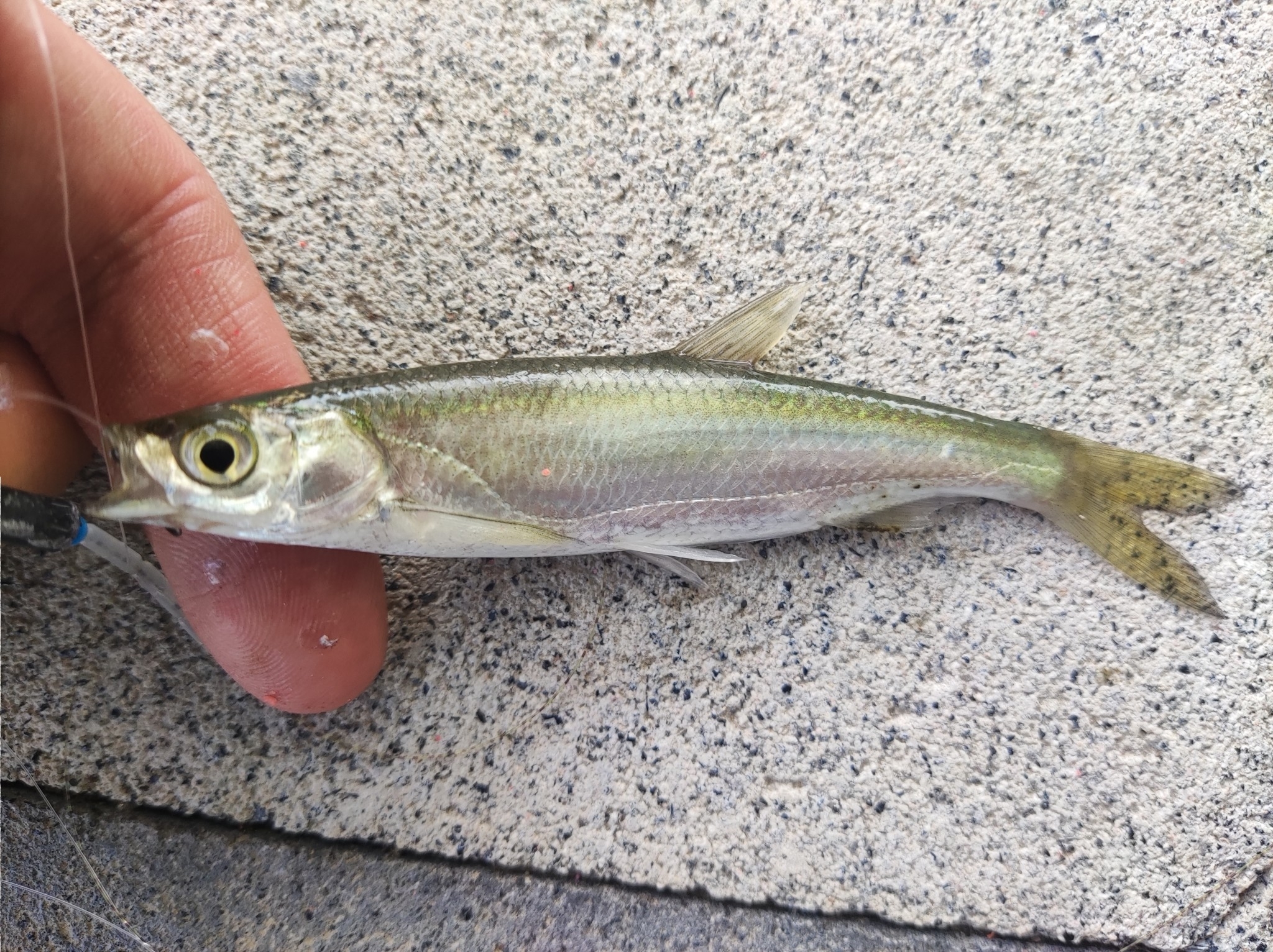 Hemiculter leucisculus (Basilewsky, 1855)