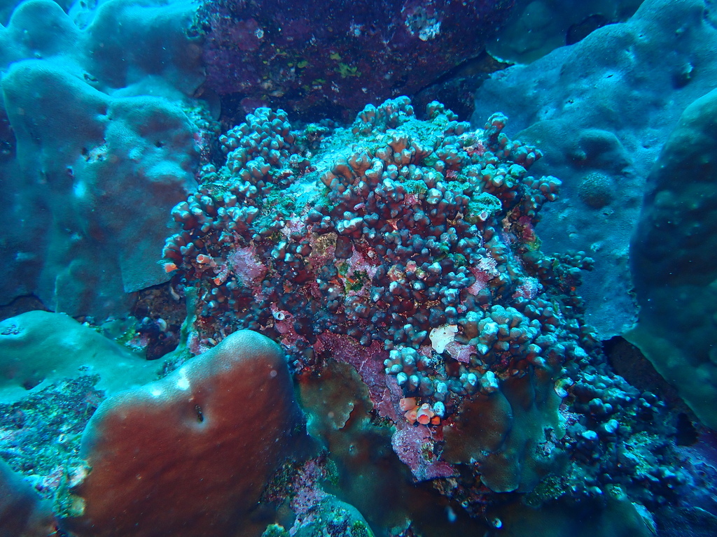 Psammocora stellata in October 2022 by Billy Bensted-Smith · iNaturalist