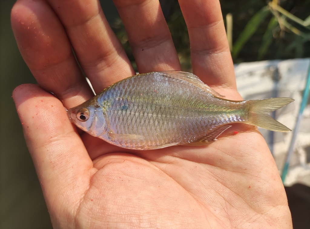 Giant Chinese Bitterling from 安徽省合肥市蜀山区安徽农业大学 on October 22, 2022 at 02 ...