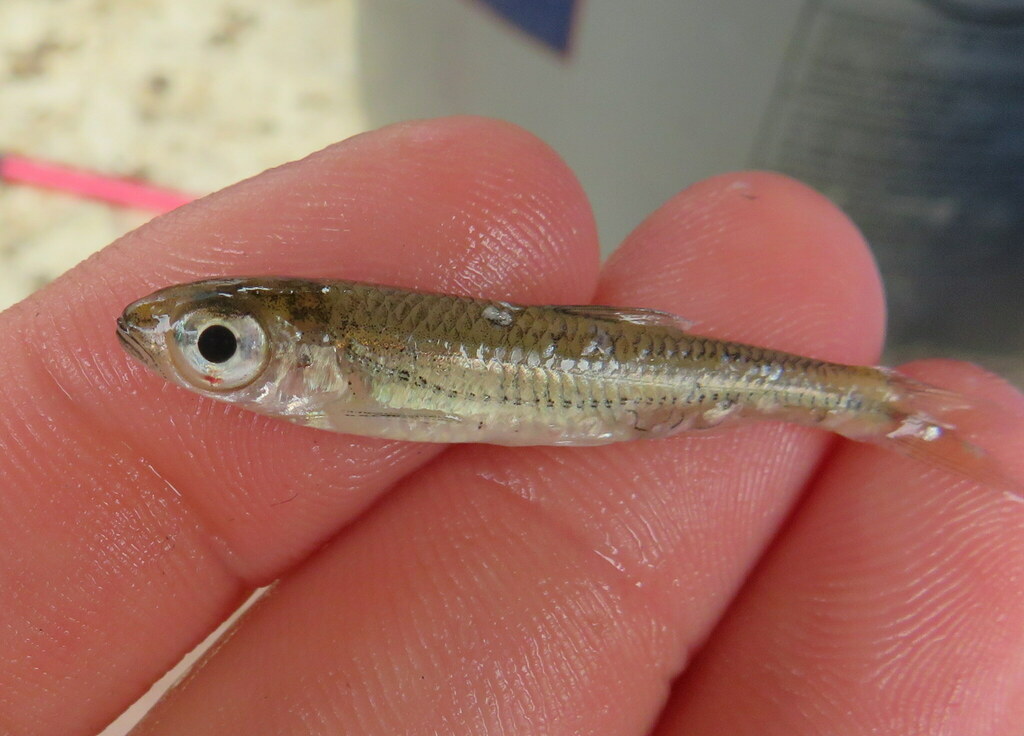 popeye shiner from Lewis County, TN, USA on October 22, 2022 at 01:46 ...