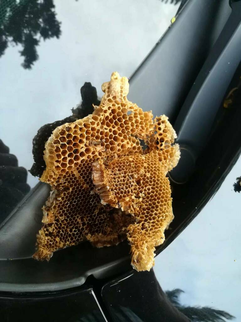 Honey Bees from 21 Lower Kent Ridge Rd, 新加坡 119077 on September 5, 2022 ...