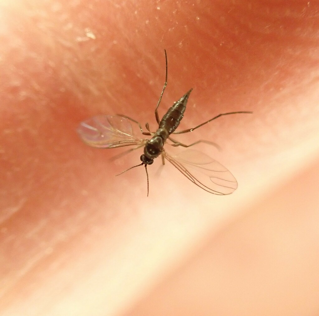 Dark-winged Fungus Gnats from Douglasdale, Calgary, AB T2Z, Canada on ...