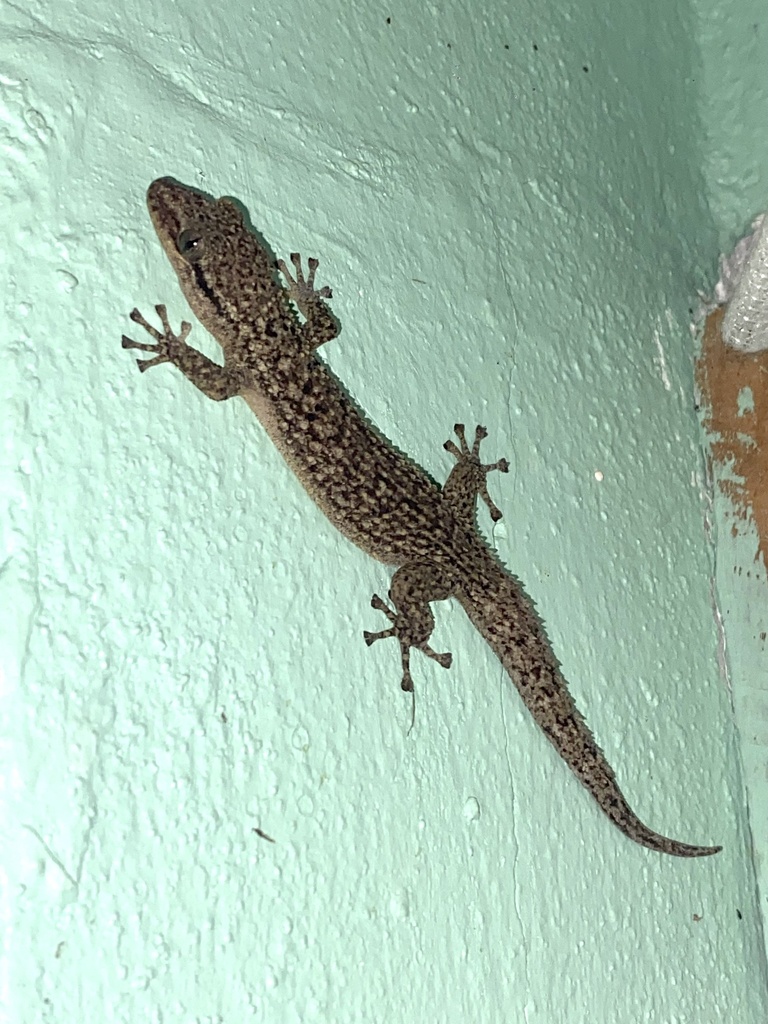 Yellowbelly Gecko from Sian Ka'an, Tulum, Quintana Roo, MX on October ...