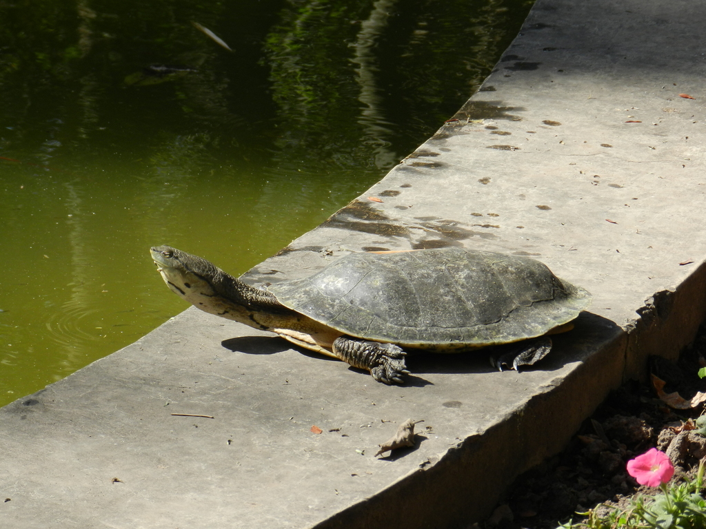 Hilaire’s Side-necked Turtle from Museo Miguel Lillo, San Miguel de ...