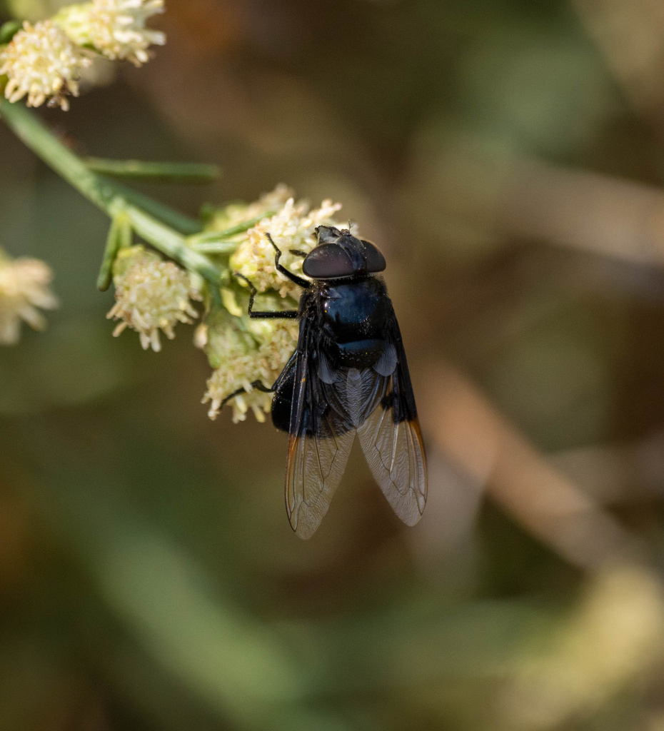 Copestylum violaceum from Louis Robidoux Nature Center, Jurupa Valley ...