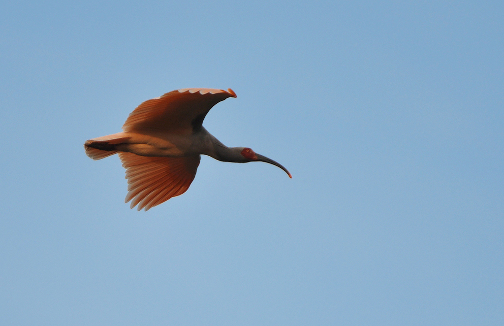 Crested Ibis in February 2011 by Royle Safaris · iNaturalist