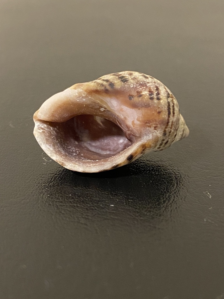 Nucella from North Pacific Ocean, Pacific Grove, CA, US on October 22 ...