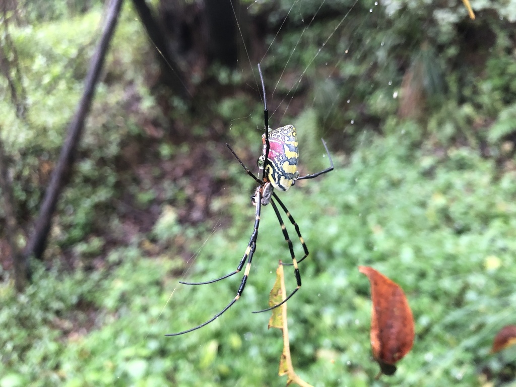 Joro Spider from Xishan, Kunming, Yunnan, CN on October 23, 2022 at 10: ...