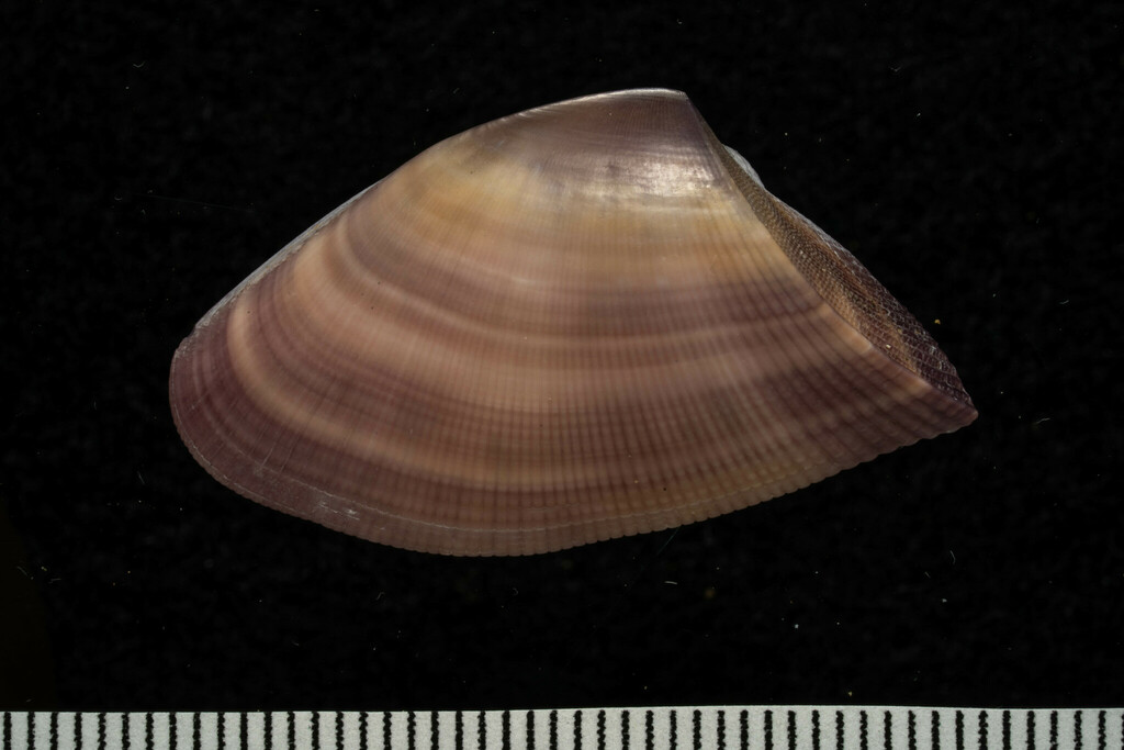 Donax carinatus from Las Lajas, Chiriquí, Panama on February 18, 1992 by ipat · iNaturalist