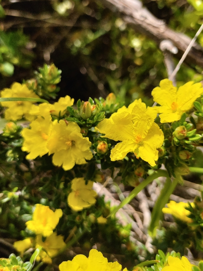 Silky Guinea-flower from Blairgowrie VIC 3942, Australia on October 23 ...