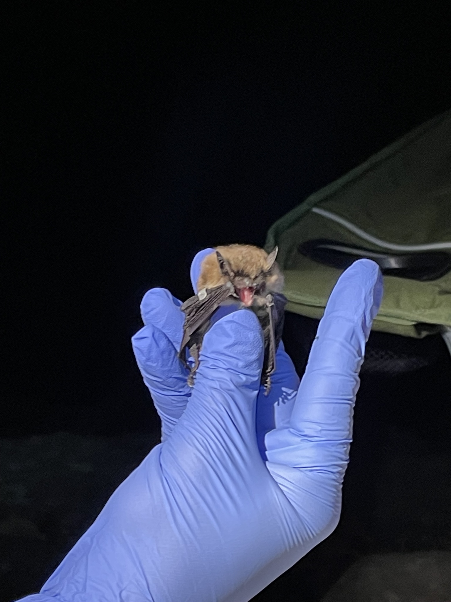 Myotis leibii (Audubon & Bachman, 1842)