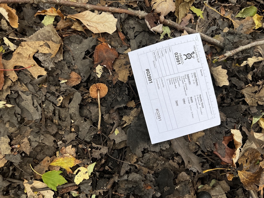 star pinkgill from N 25 E, Chesterton, IN, US on October 20, 2022 at 05 ...