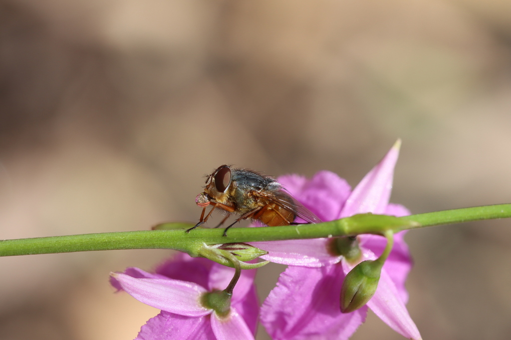 Bluebottle Flies in October 2022 by Nature_Lover. This fly appears to ...