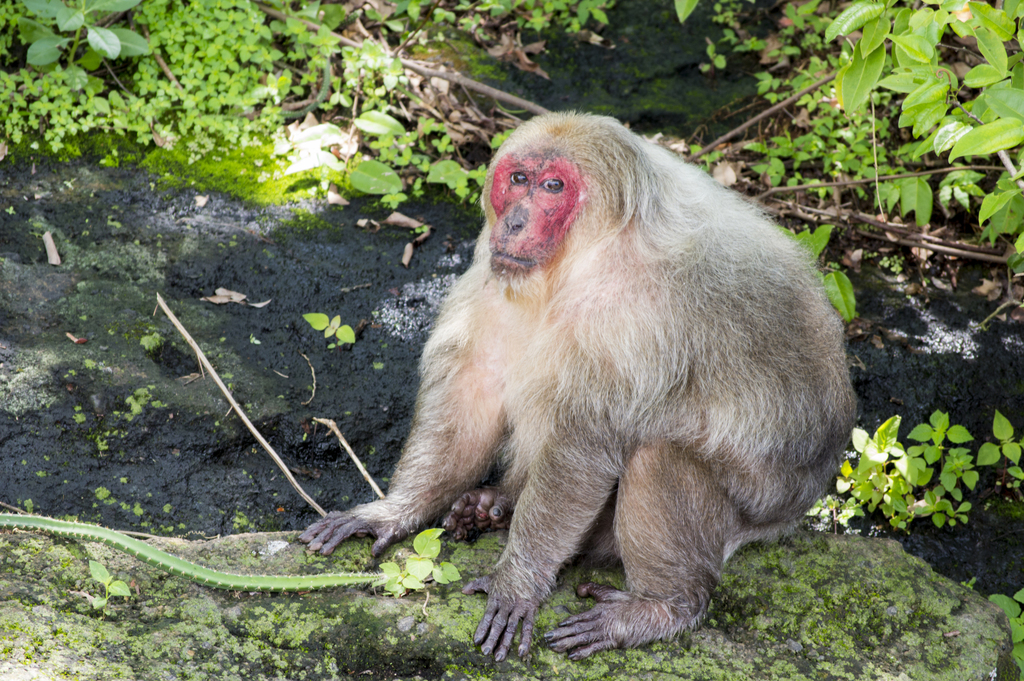 Stump-tailed Macaque (Macaca arctoides) - Know Your Mammals