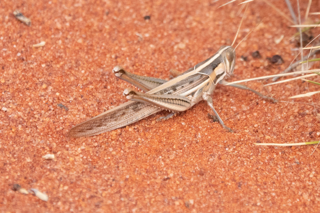 Spur-throated Locust from Innamincka SA 5731, Australia on July 31 ...