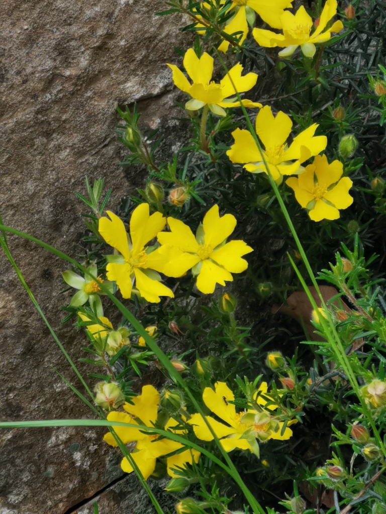 guinea-flowers from Research VIC 3095, Australia on October 23, 2022 at ...