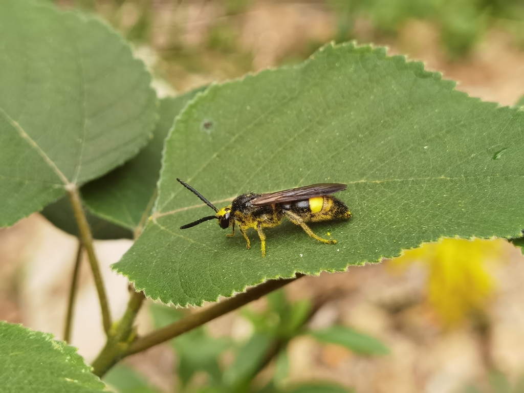 Scolia watanabei from 江苏省南京市玄武区板仓村 on October 21, 2022 at 11:08 AM by ...